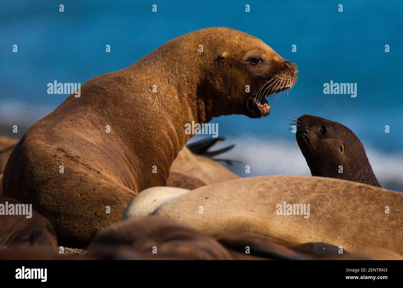Sea lions in breeding colony, Peninsula Valdes, Patagonia, Argentina ...