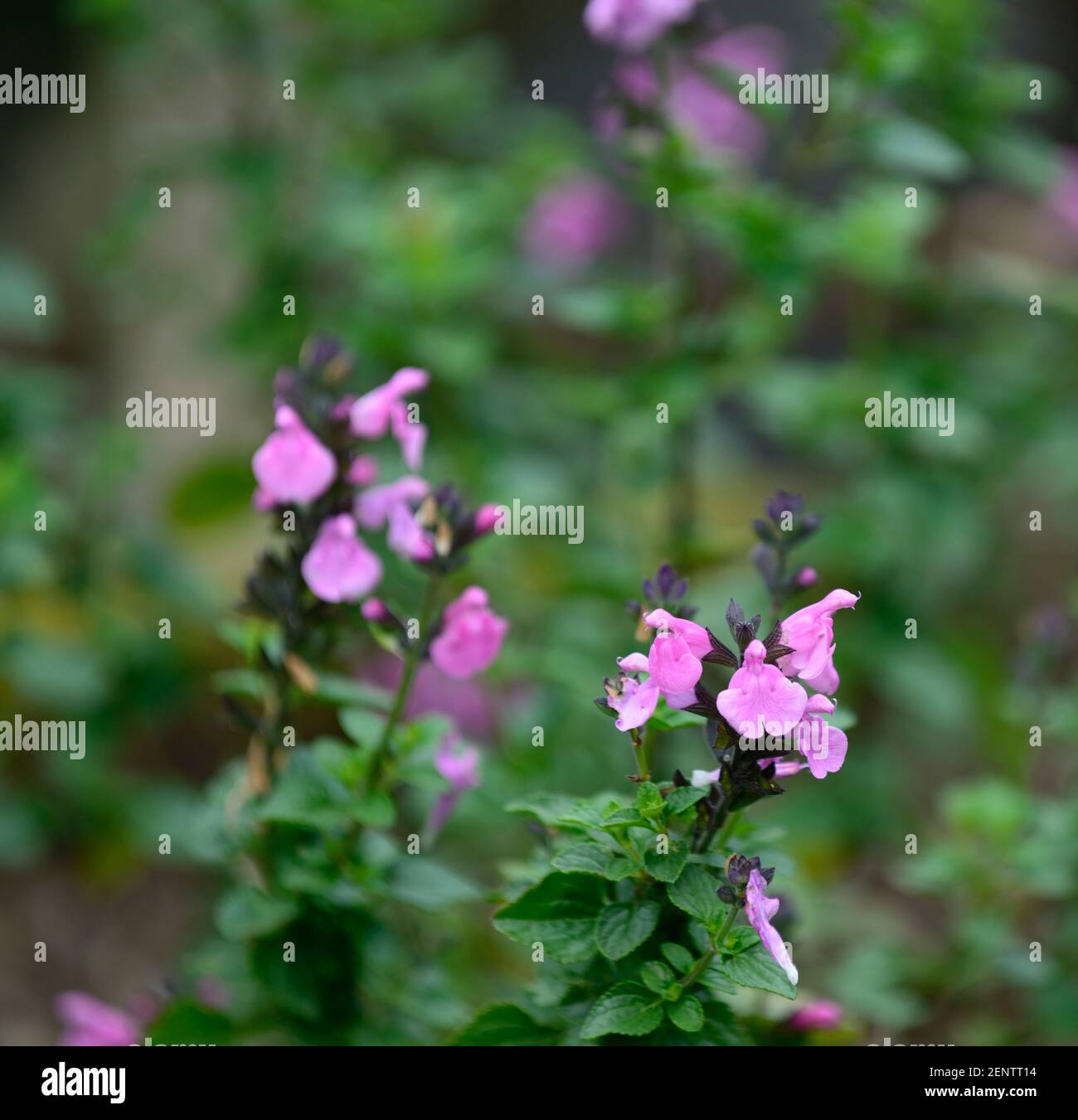 Salvia microphylla Flower Child,salvias,sage,sages,soft pink flowers ...