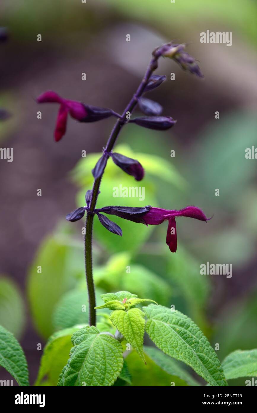 Salvia Raspberry Truffle,salvias,sage,sages,purple flowers,purple ...