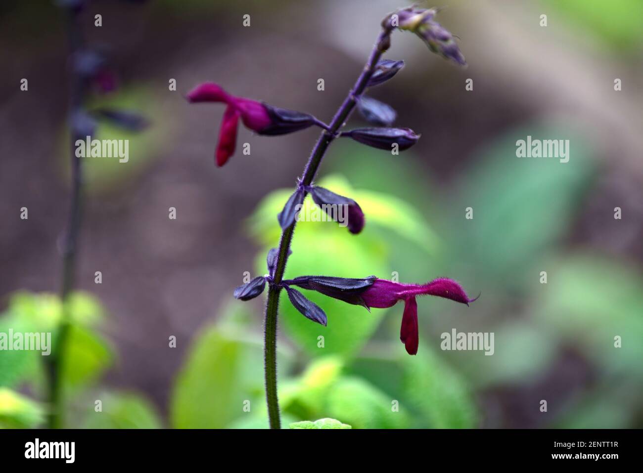 Salvia Raspberry Truffle,salvias,sage,sages,purple flowers,purple ...