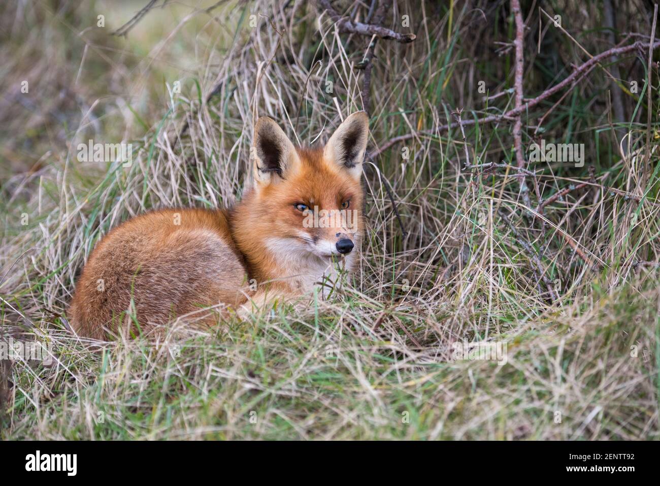 Fuchs vulpes hi-res stock photography and images - Alamy