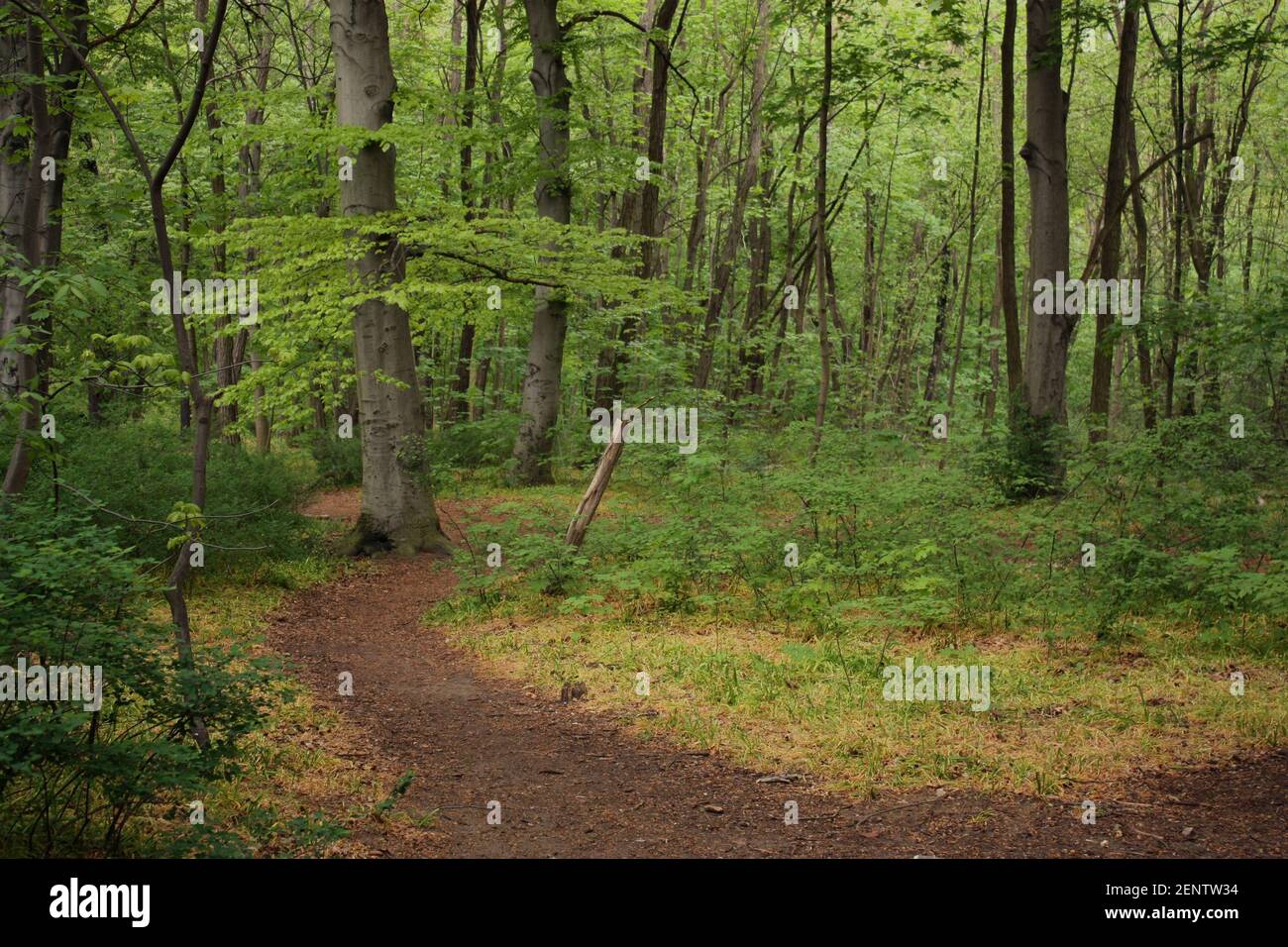 Path in German forest during summer on a slightly cloudy day Stock ...