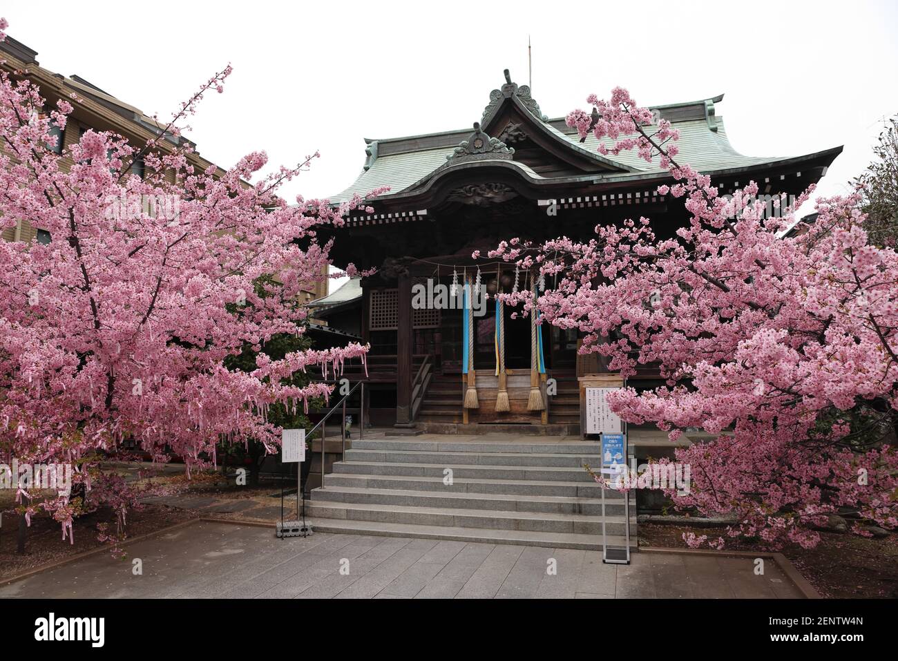 A view of the Main prayer hall at Sakura Jingu Shrine in Setagaya.The ...