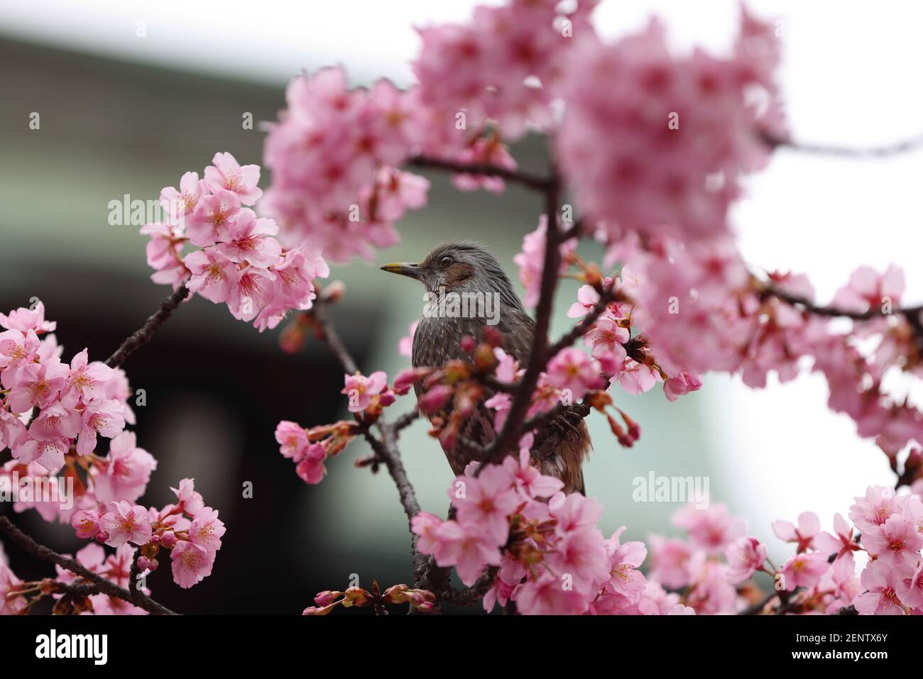 Tokyo, Japan. 26th Feb, 2021. Hypsipetes Amaurotis (Hiyodori) bird sits ...