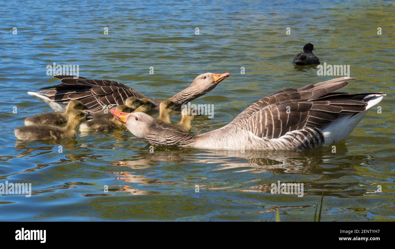 Viogel hi-res stock photography and images - Alamy