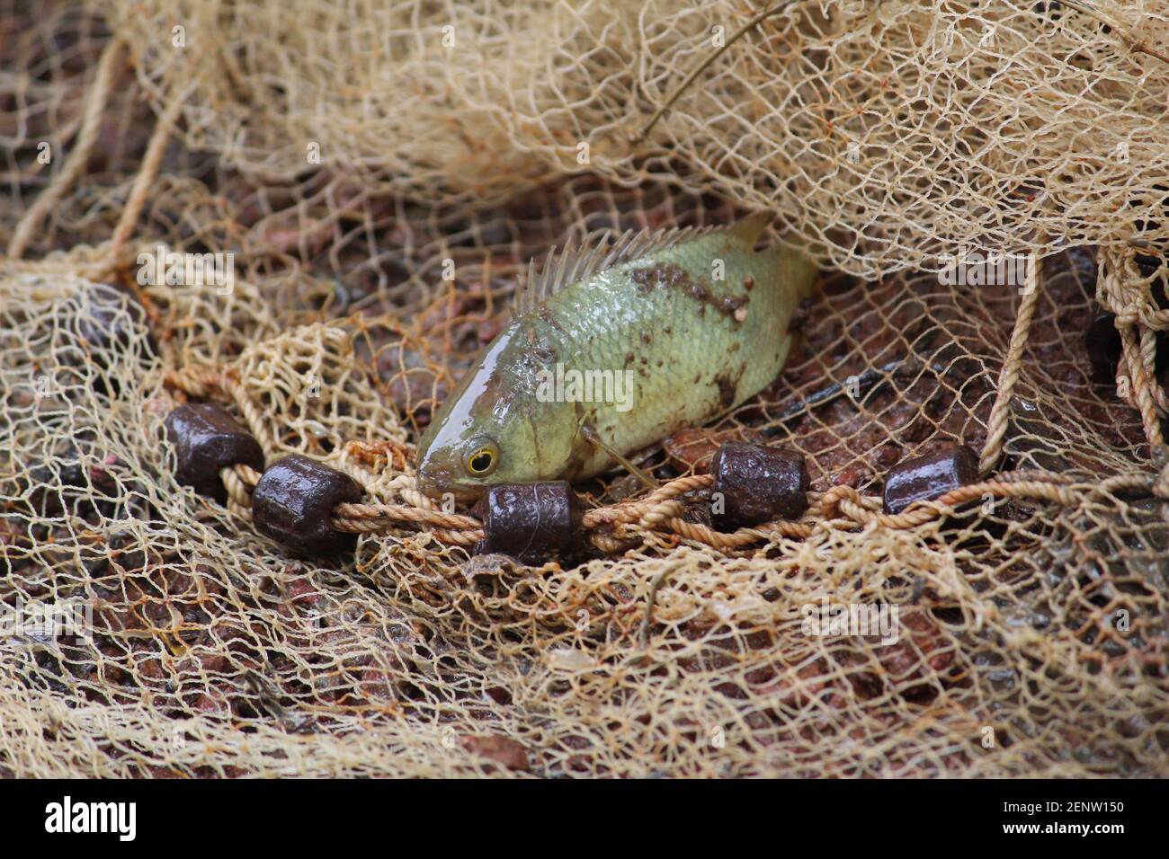 Anabas fish in net climbing perch fish catch using cast net Stock Photo ...