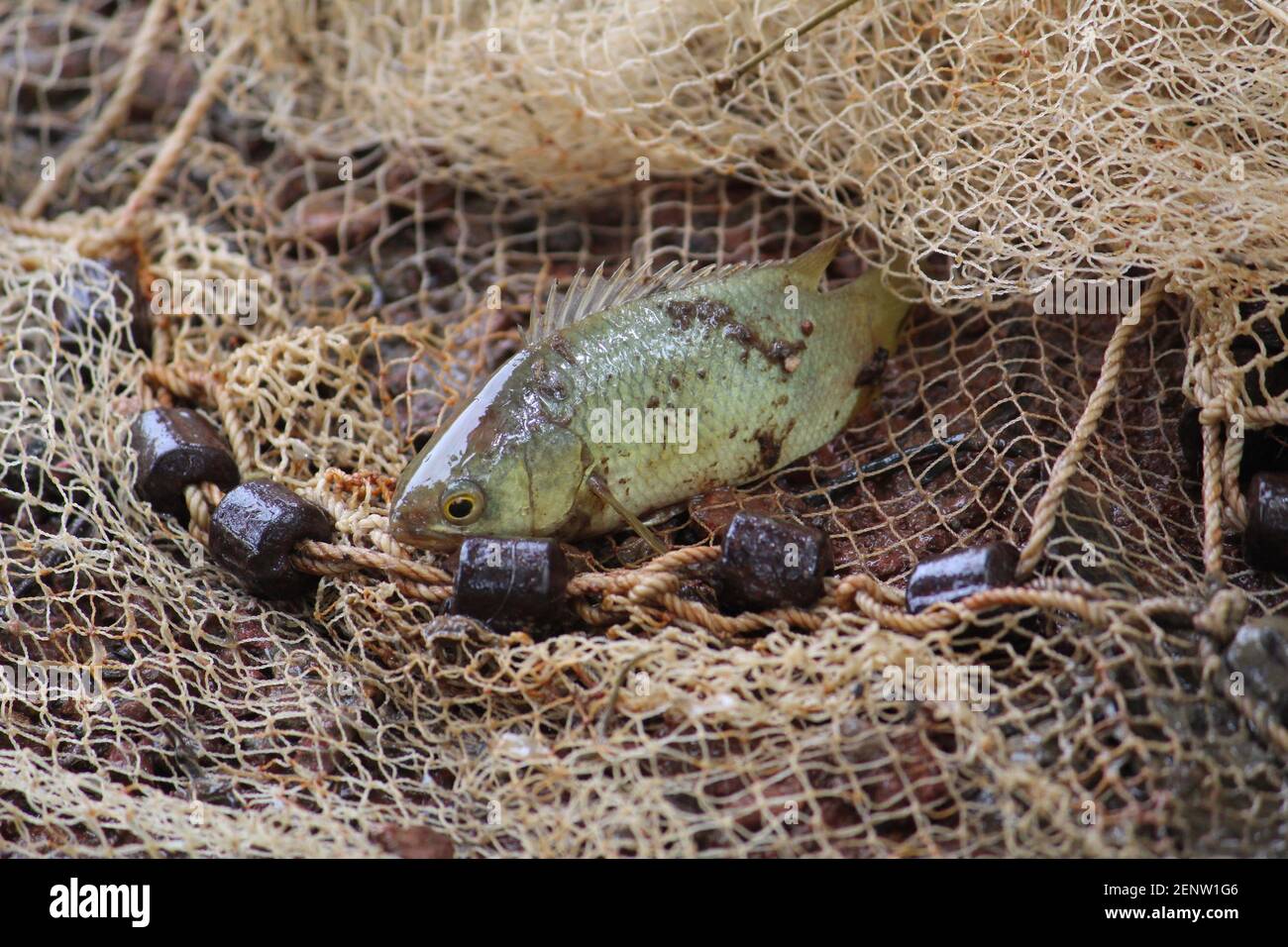 Anabas fish in net climbing perch fish catch using cast net Stock Photo ...