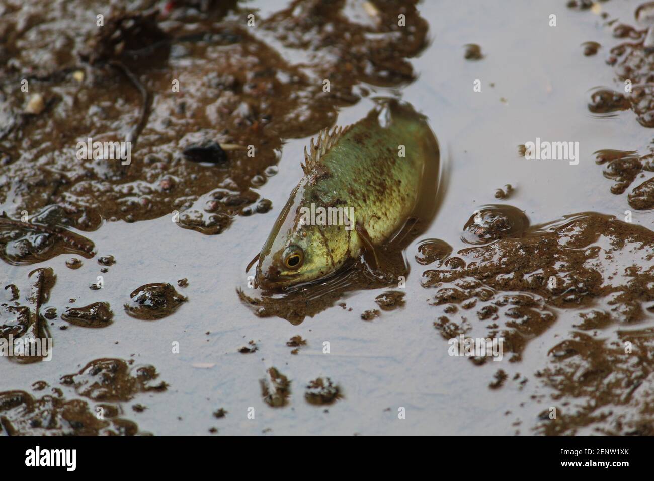 Anabas fish on ground in rainy season climbing perch fish in mud Stock ...