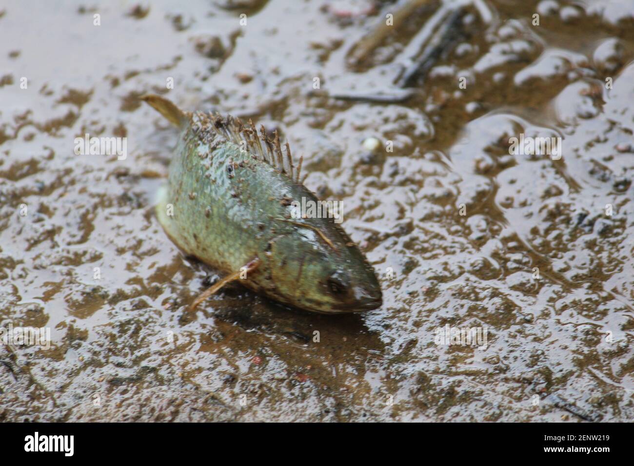 Anabas fish on ground in rainy season climbing perch fish in mud Stock ...