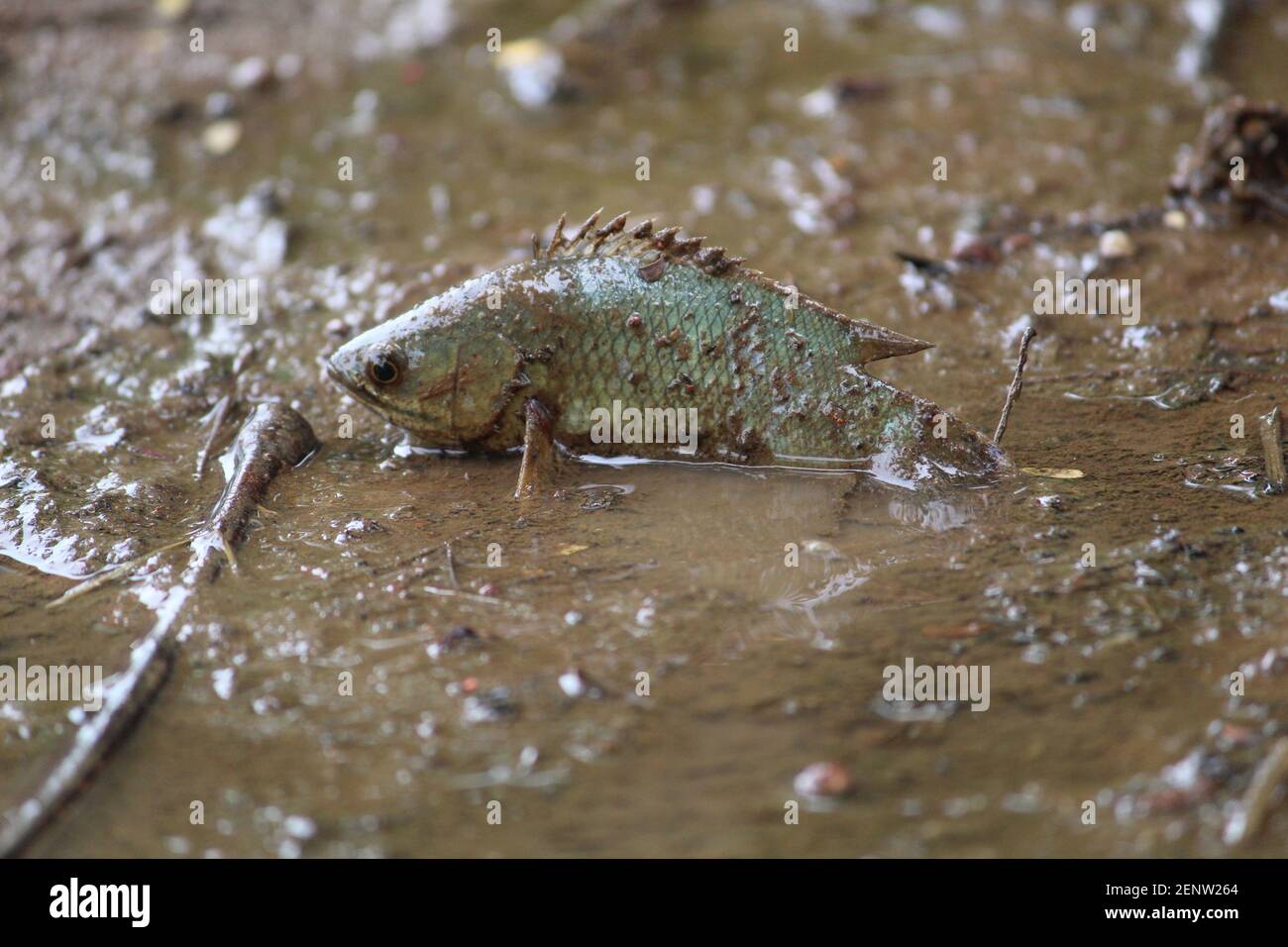 Anabas fish on ground in rainy season climbing perch fish in mud Stock ...