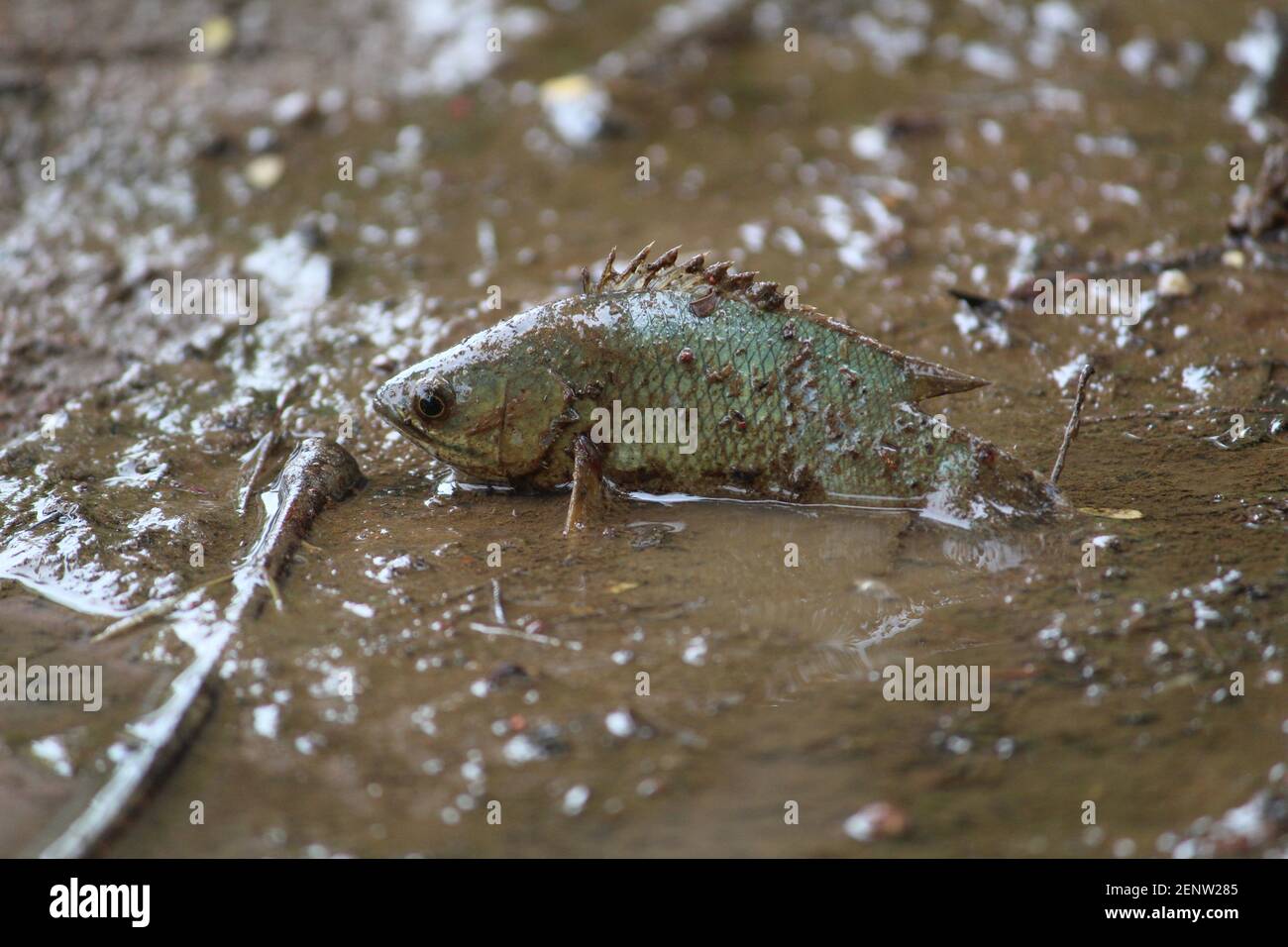 Anabas fish on ground in rainy season climbing perch fish in mud Stock ...