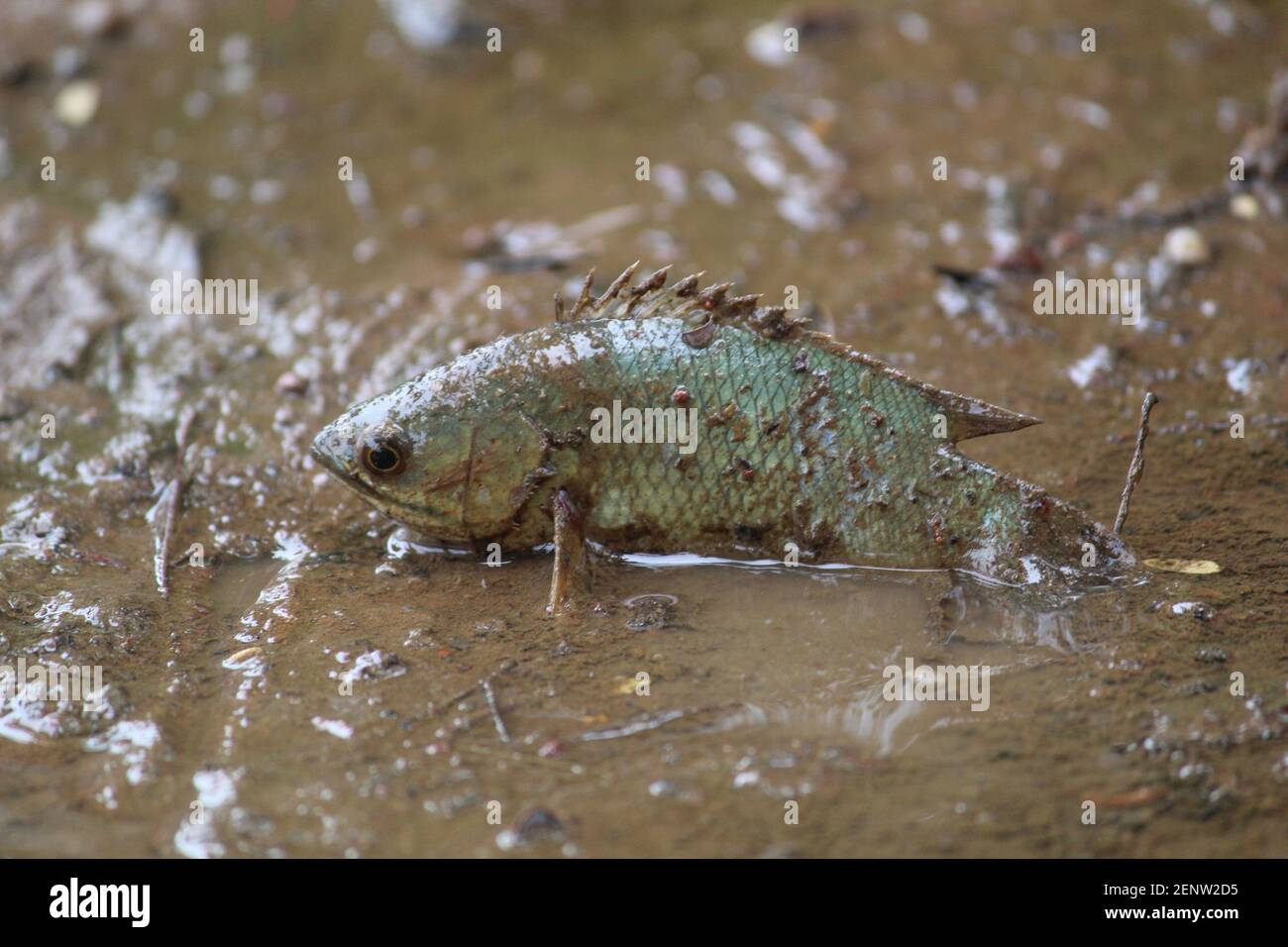 Anabas fish on ground in rainy season climbing perch fish in mud Stock ...