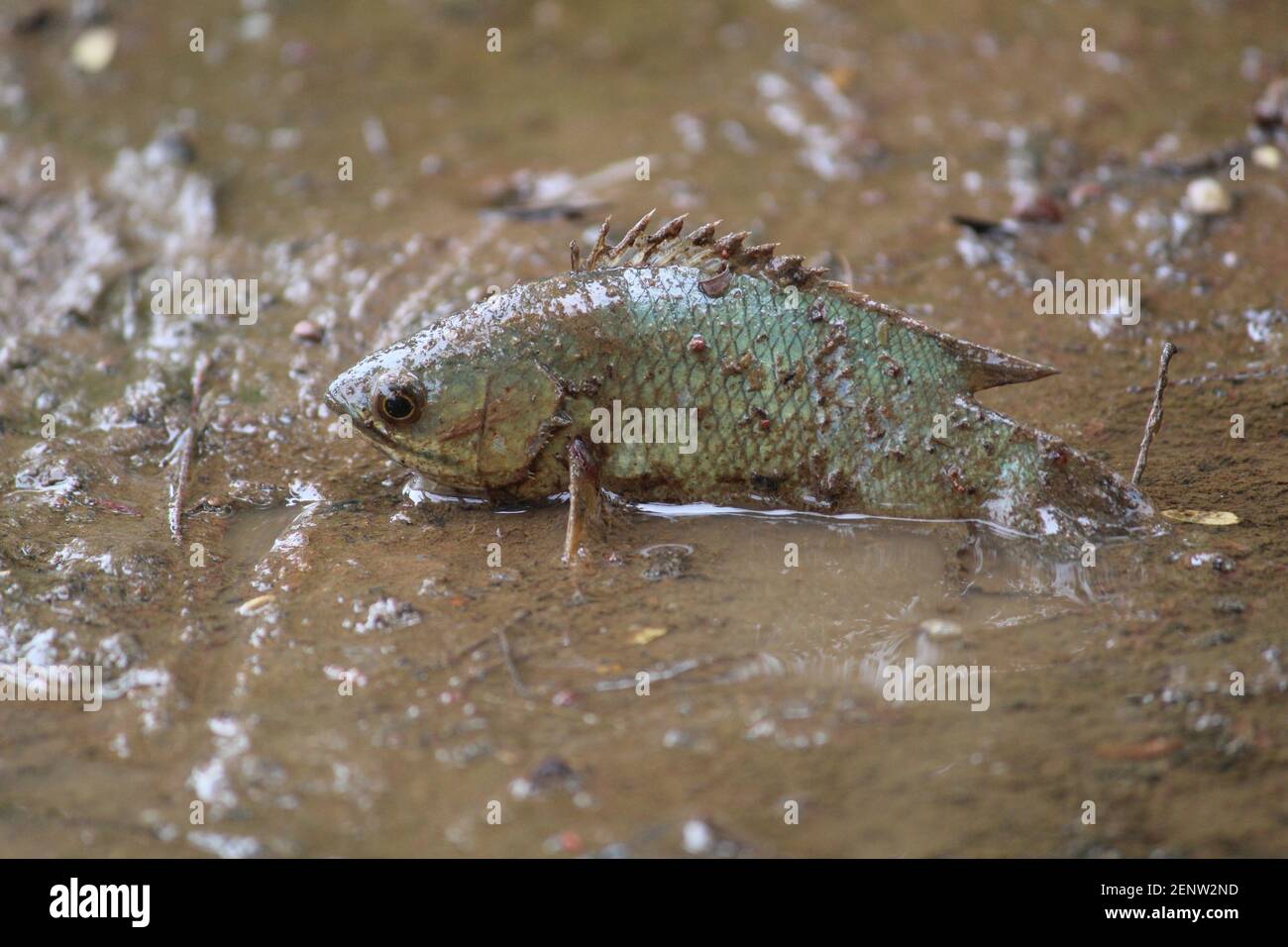 Anabas fish on ground in rainy season climbing perch fish in mud Stock ...