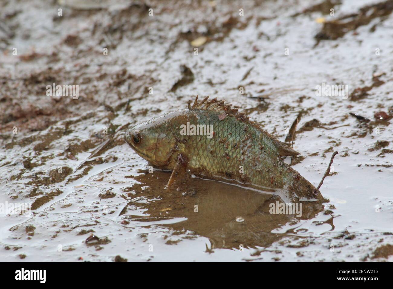 Anabas fish on ground in rainy season climbing perch fish in mud Stock ...