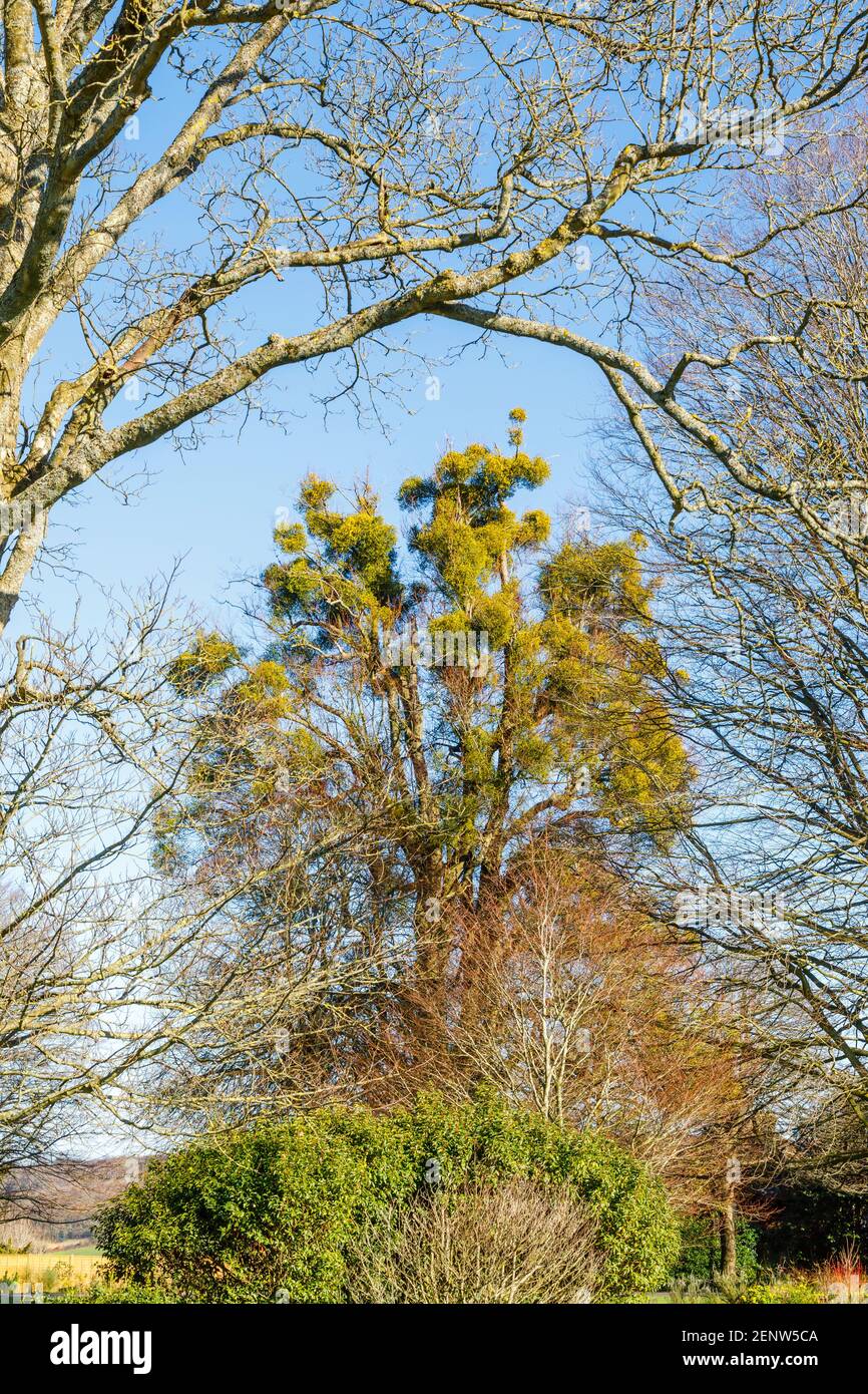 Ball shaped clumps of European mistletoe, Viscum album, growing in a ...
