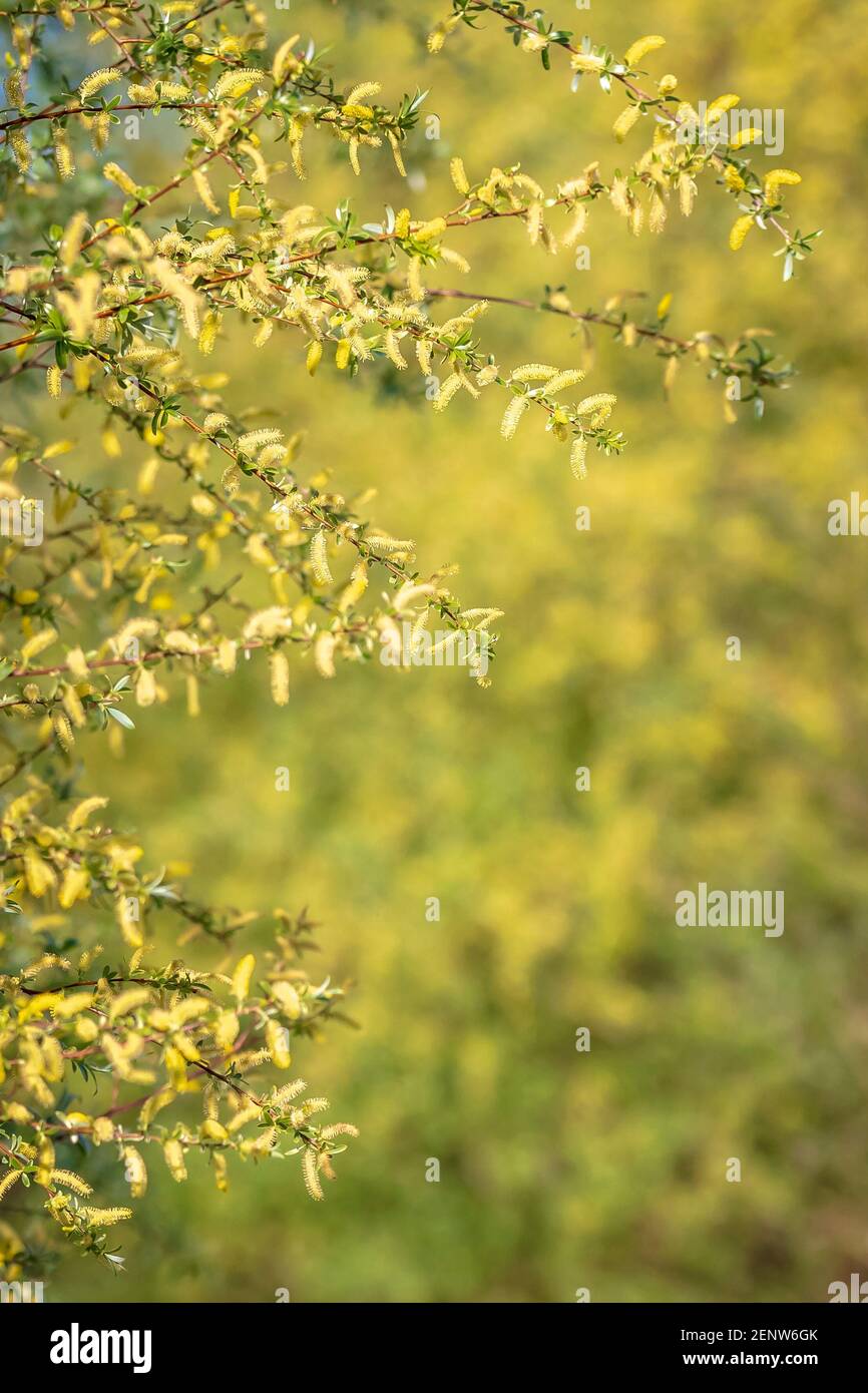 White willow tree hi-res stock photography and images - Alamy