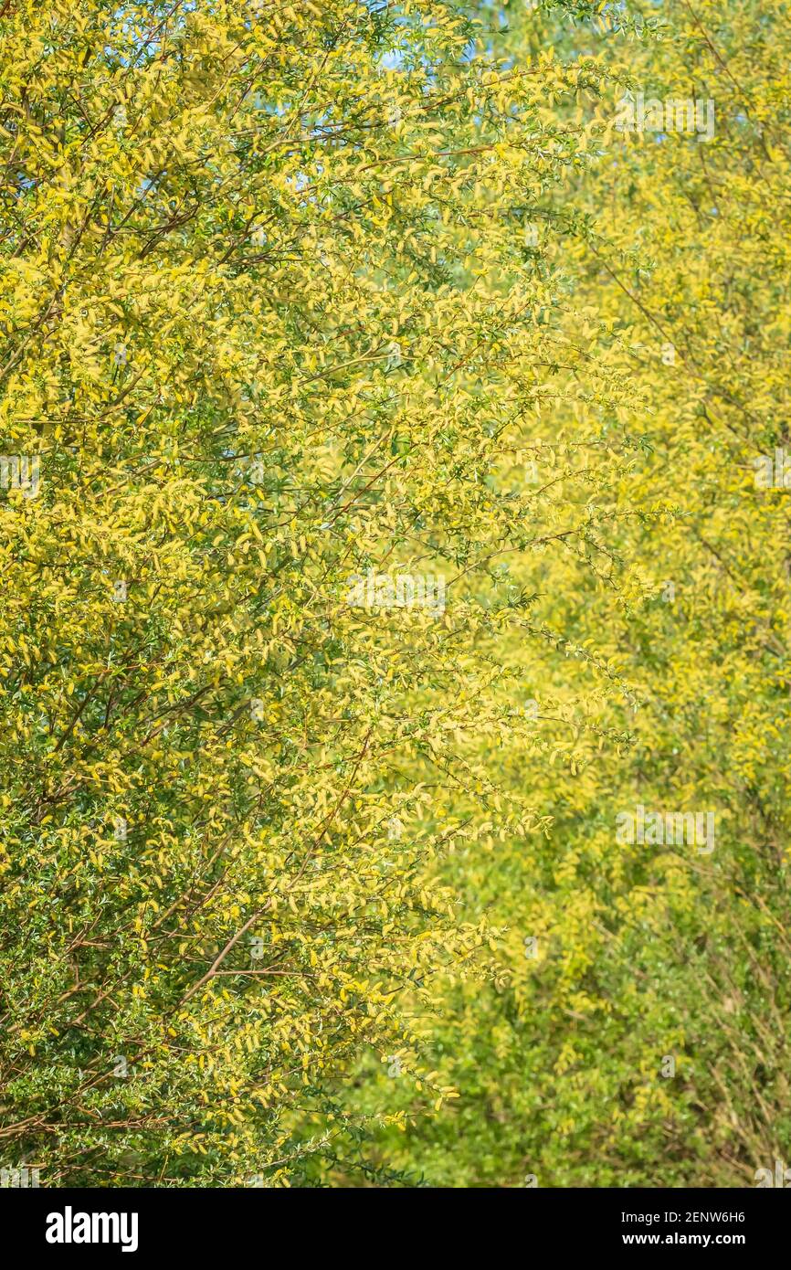 Salix alba, white willow tree in Springtime, pollen and catkins closeup ...