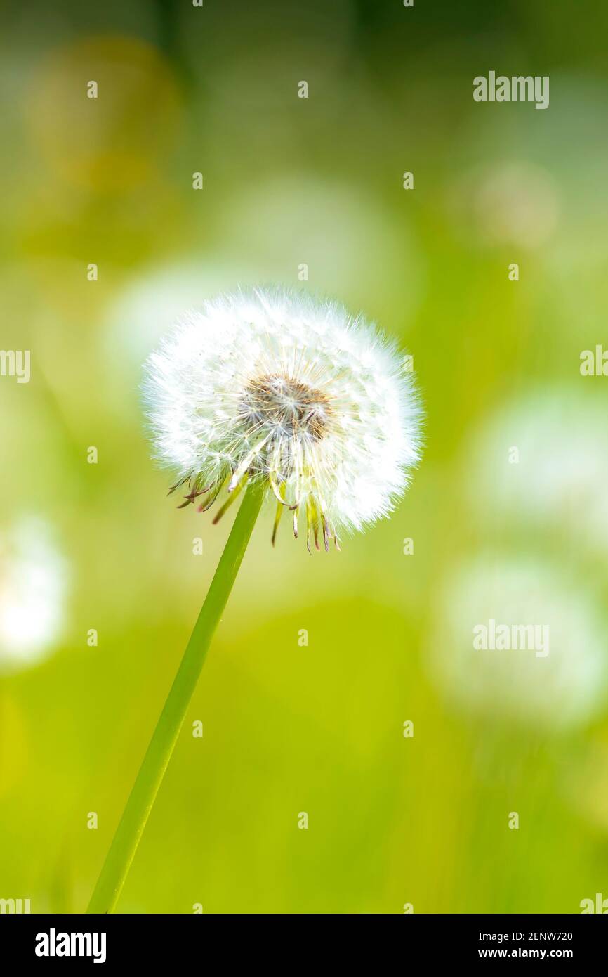Dandelion seeds blowing away with the wind in a natural blooming meadow ...