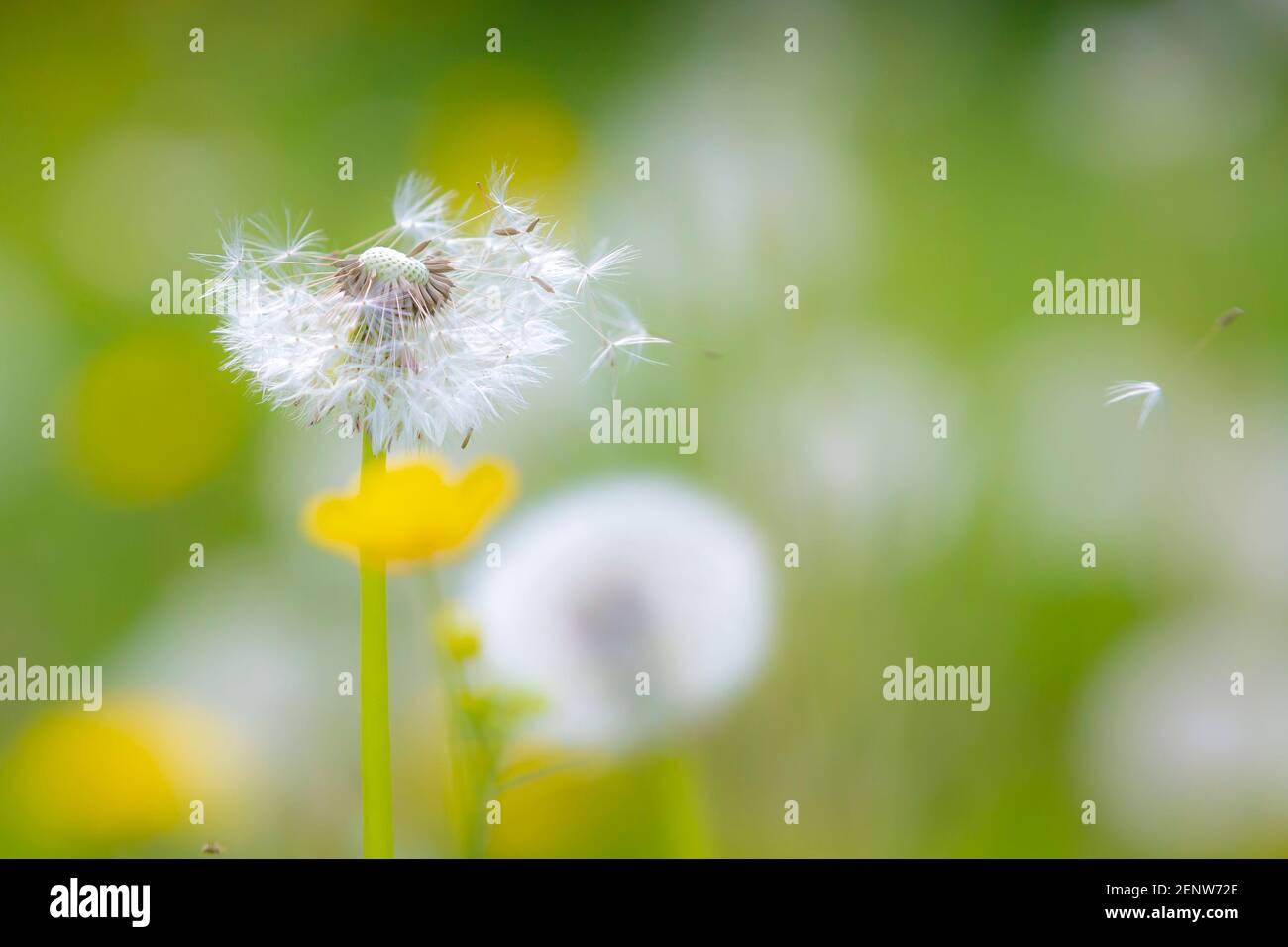 Dandelion seeds blowing away with the wind in a natural blooming meadow ...