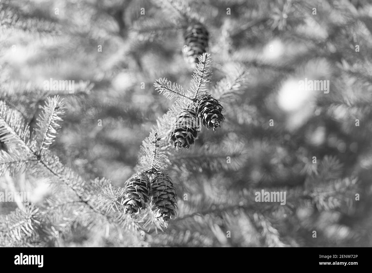 Green spruce foliage Black and White Stock Photos & Images - Alamy