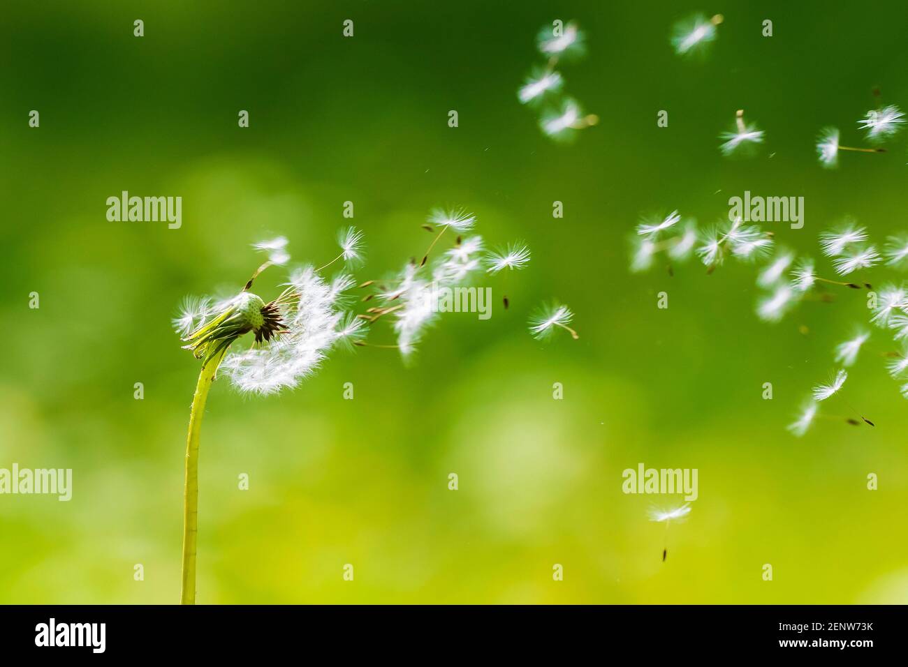 Dandelion seeds blowing away with the wind in a natural blooming meadow ...