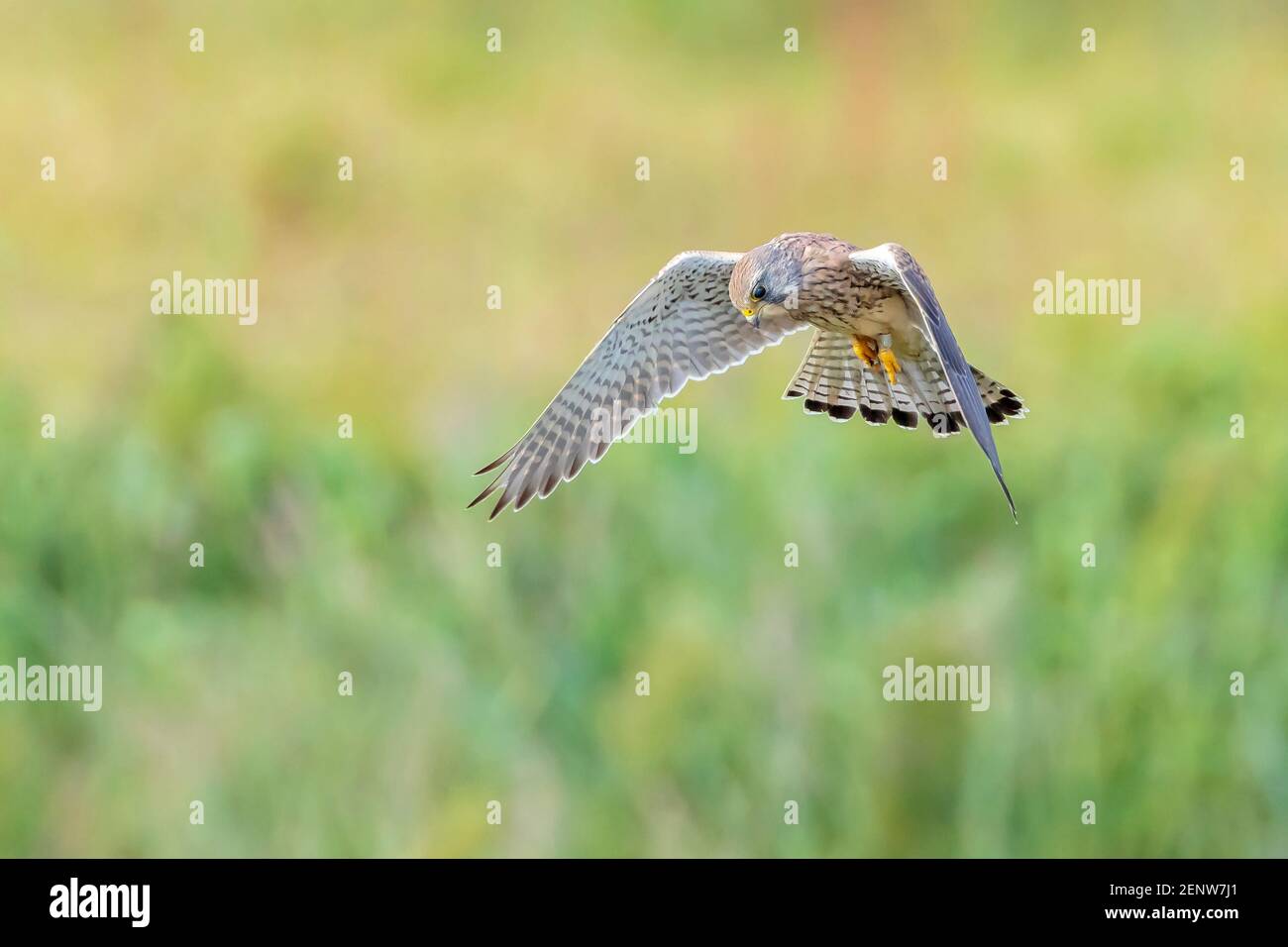 Female common kestrel hi-res stock photography and images - Alamy