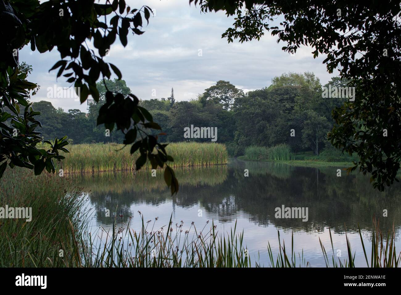 Green nature lagoon hi-res stock photography and images - Alamy
