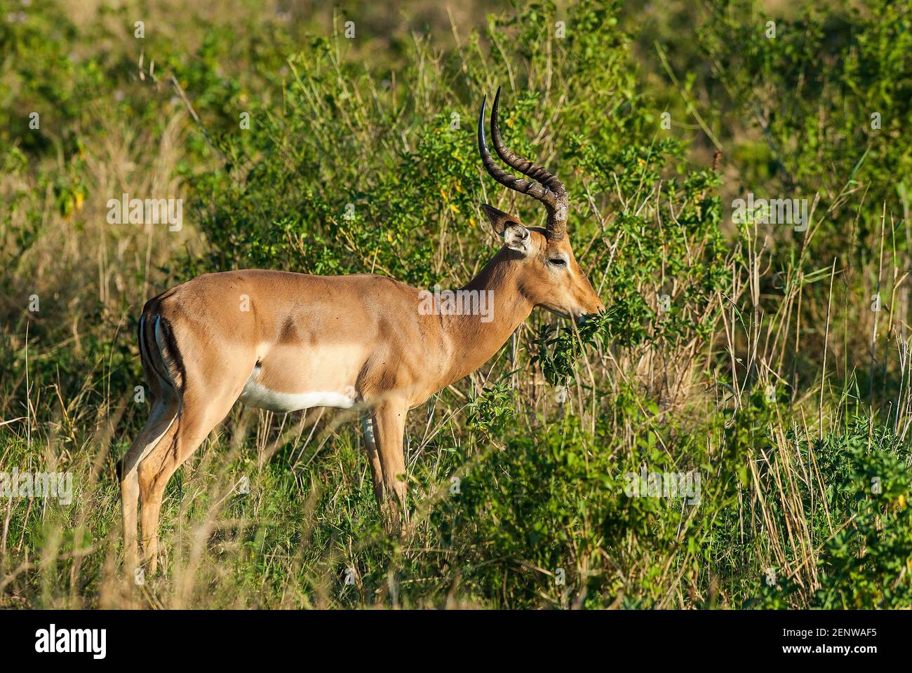 Impala antelope, in african savanna environment, Kruger National Park ...