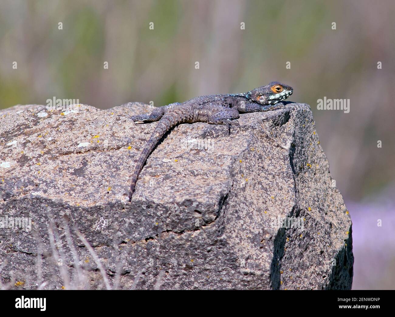 Sling tailed agama hi-res stock photography and images - Alamy