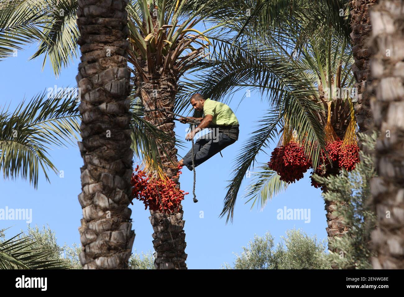 Palestinian farmers harvest dates during the annual harvest in Deir al ...