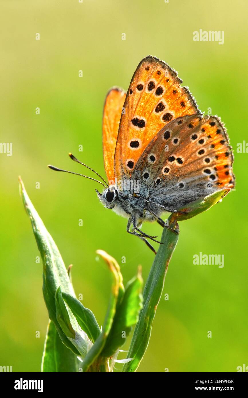 Common copper hi-res stock photography and images - Alamy