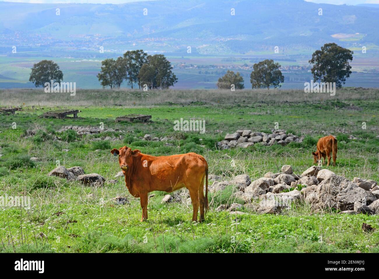 Cows in the Golan, Israel Stock Photo - Alamy