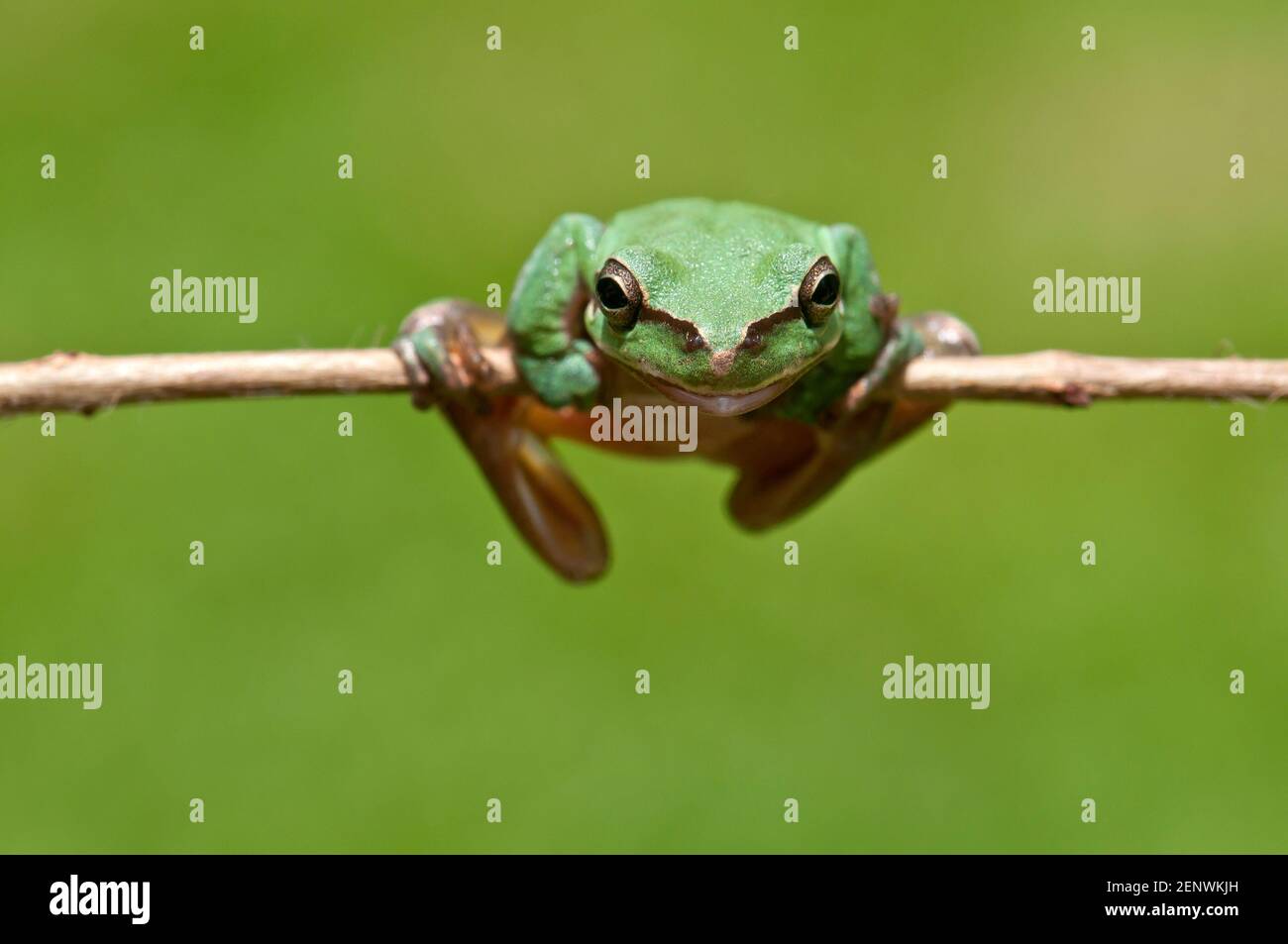 Amphibian ecology hi-res stock photography and images - Alamy