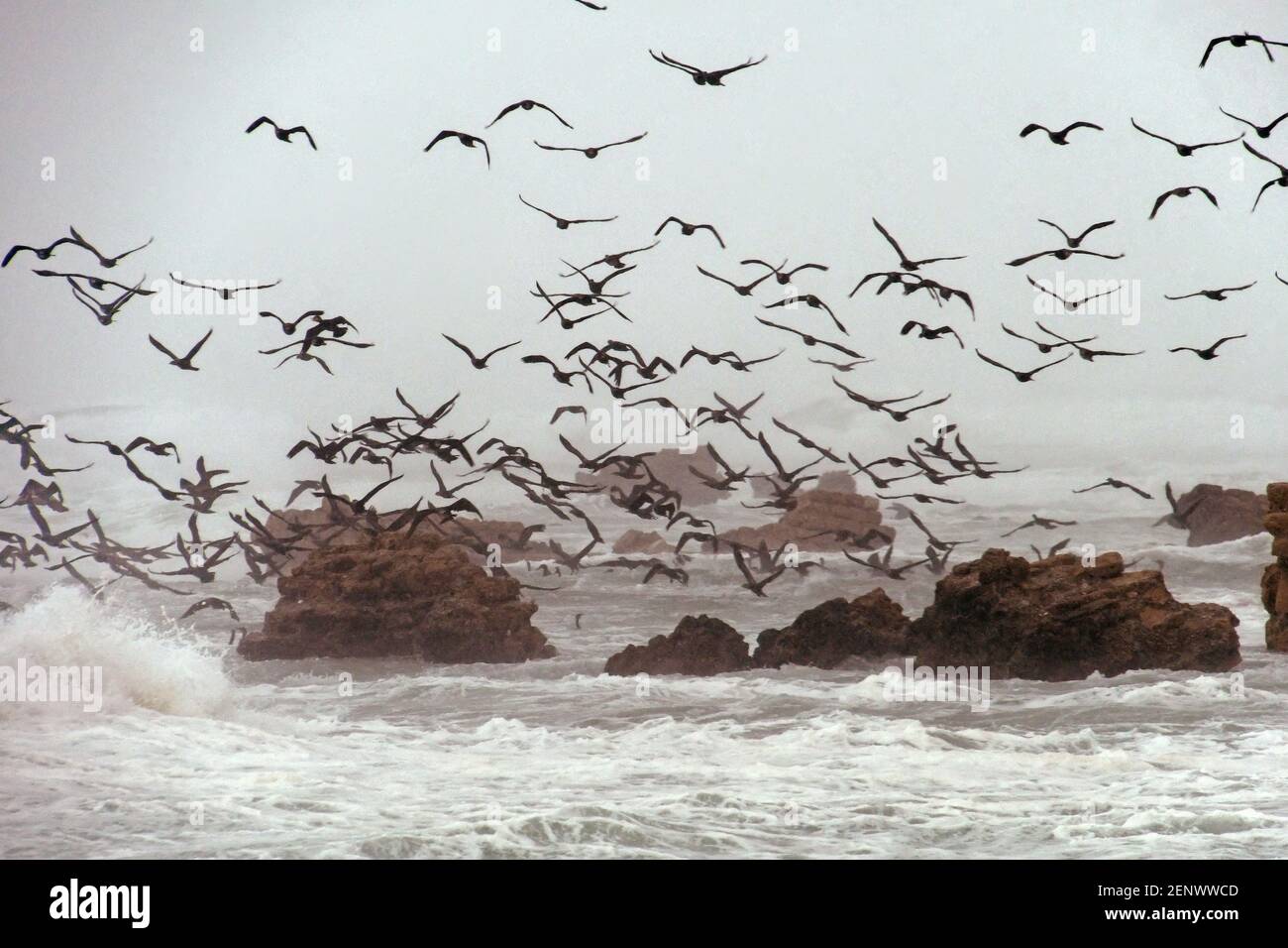 Large sea birds hi-res stock photography and images - Alamy