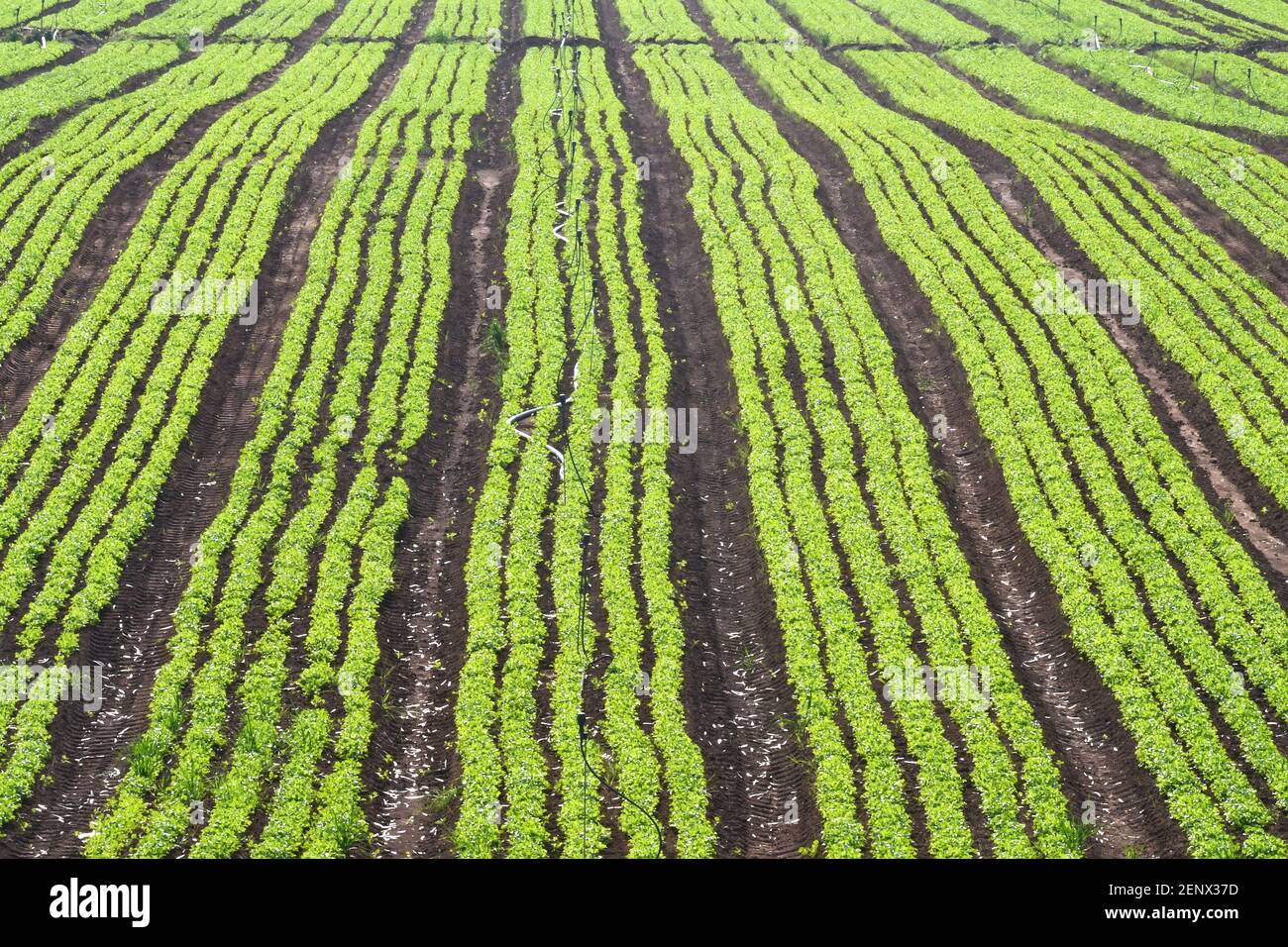 Seedling And Farm Crop Field High Resolution Stock Photography and ...