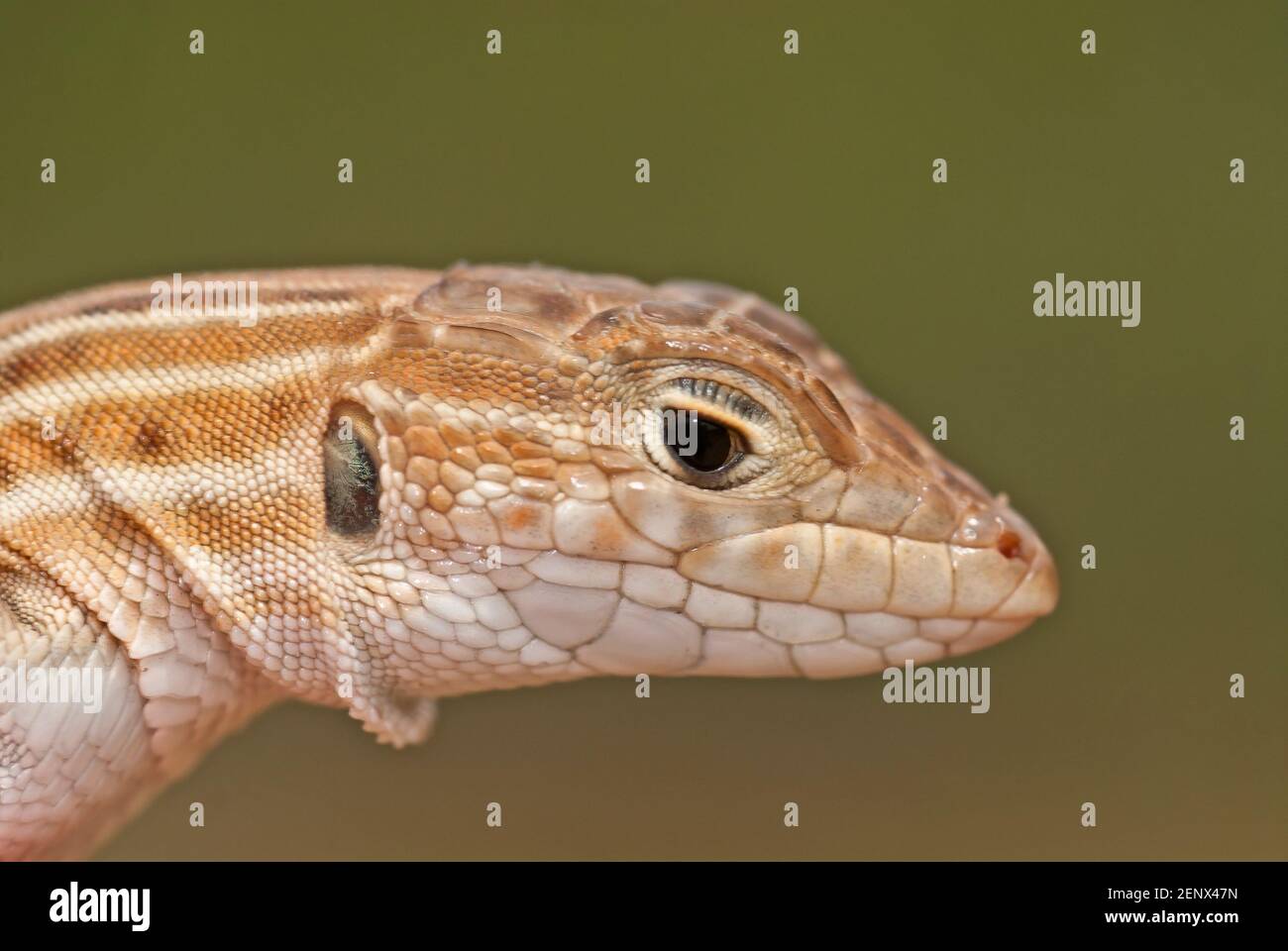 Ear scales hi-res stock photography and images - Alamy