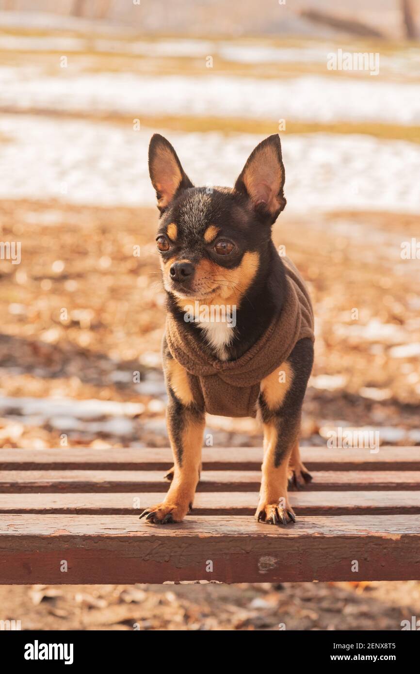 Chihuahua dog on a walk in the park. A small dog. dog. Home pet ...