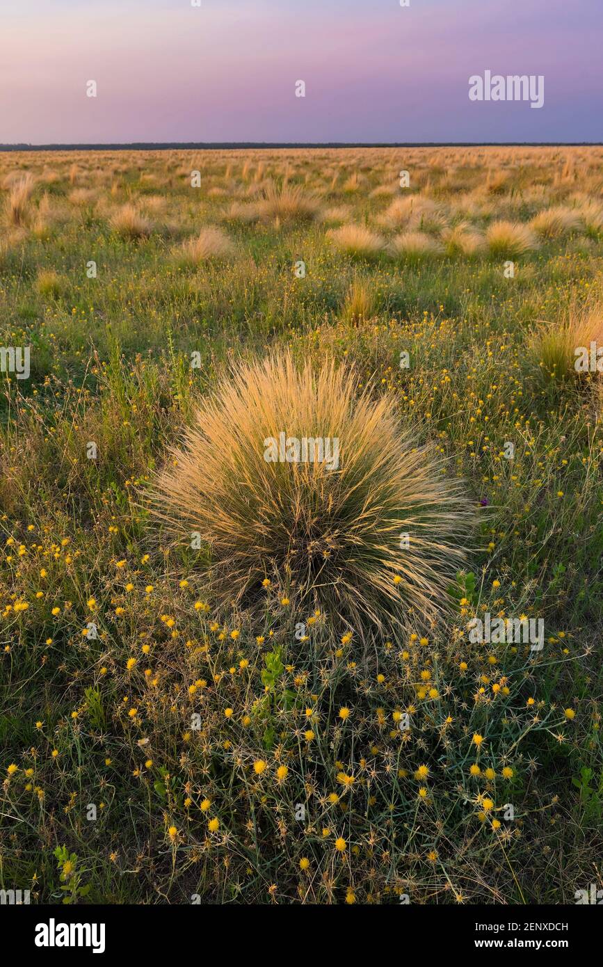 Pampas grass environment in Pampas plain, La Pampa province, Patagonia ...