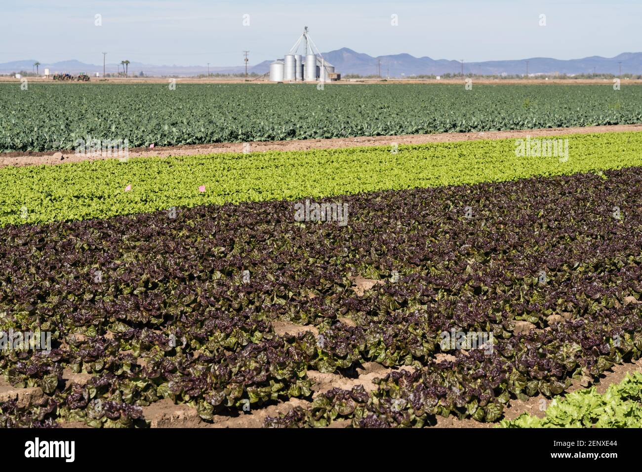 Lettuce yuma arizona hi-res stock photography and images - Alamy