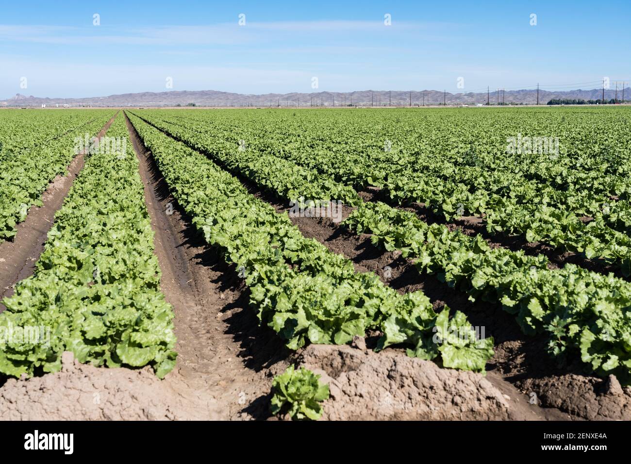 Lettuce yuma arizona hi-res stock photography and images - Alamy
