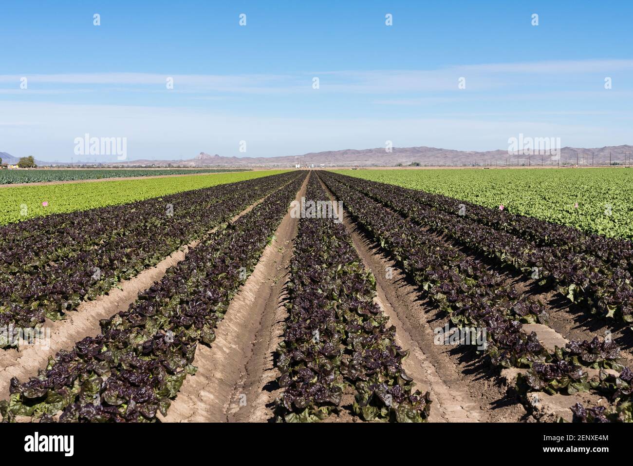 Rows of red and green leaf lettuce growing on a farm in the desert in ...