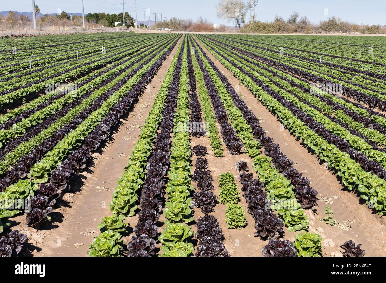 Irrigated crops desert hi-res stock photography and images - Alamy