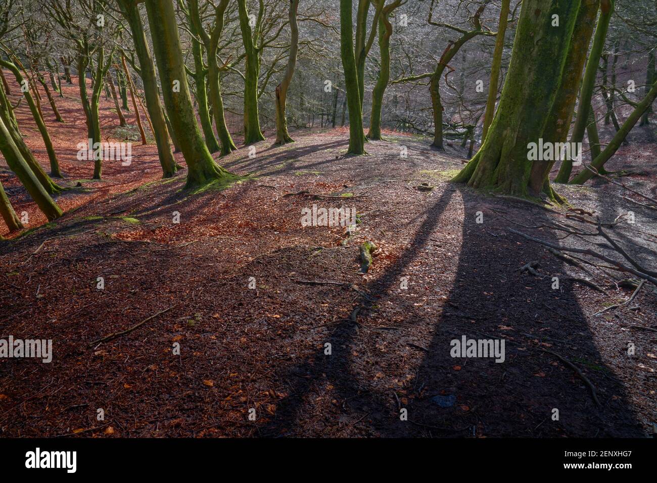 Off the main the paths and into the wooded area as the sun was getting ...