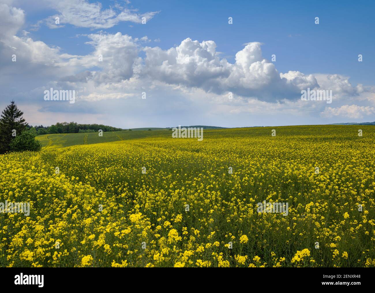 Spring rapeseed yellow blooming fields. Natural seasonal, good weather ...