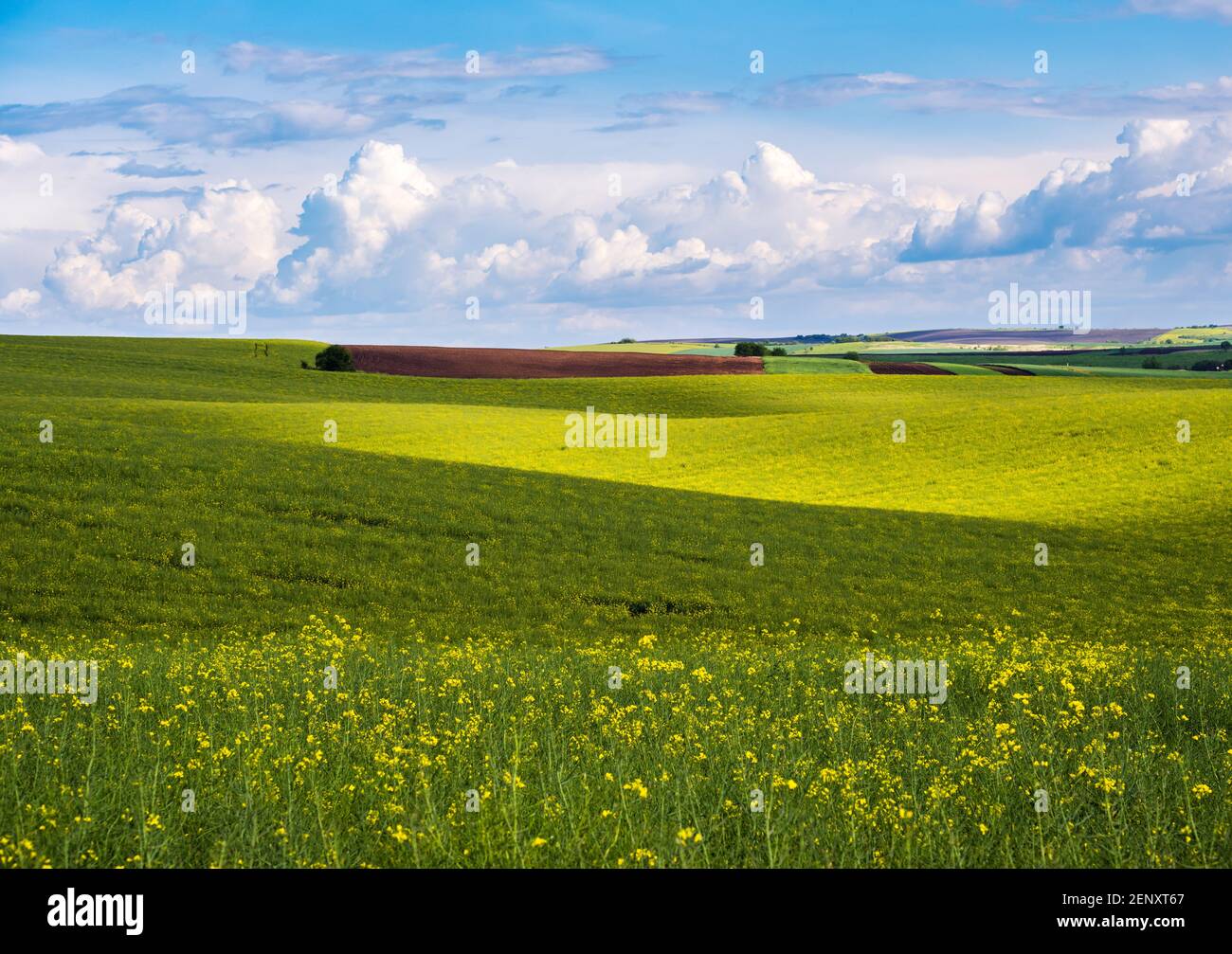 Spring evening view with rapeseed yellow blooming fields in sunlight ...