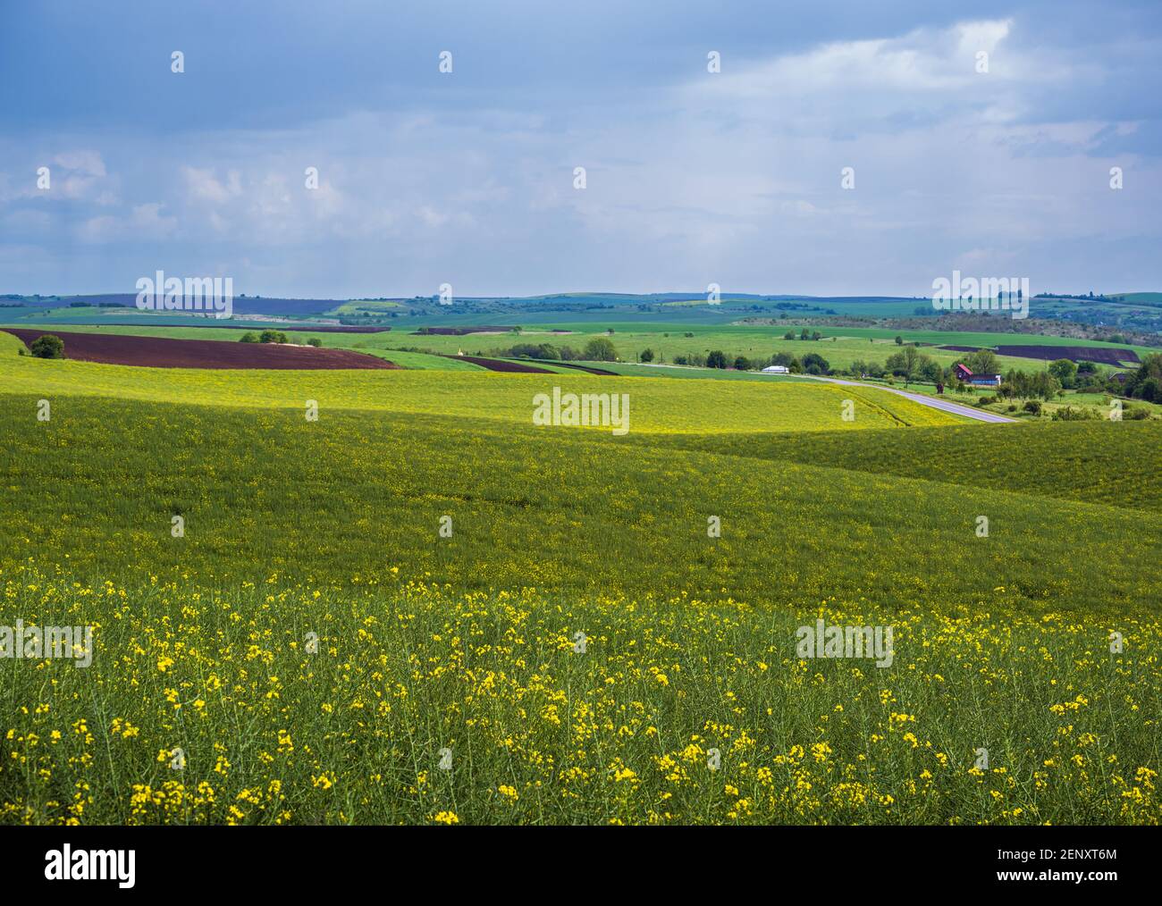 Spring evening view with rapeseed yellow blooming fields in sunlight ...