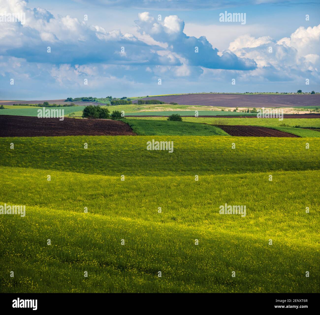 Spring evening view with rapeseed yellow blooming fields in sunlight ...