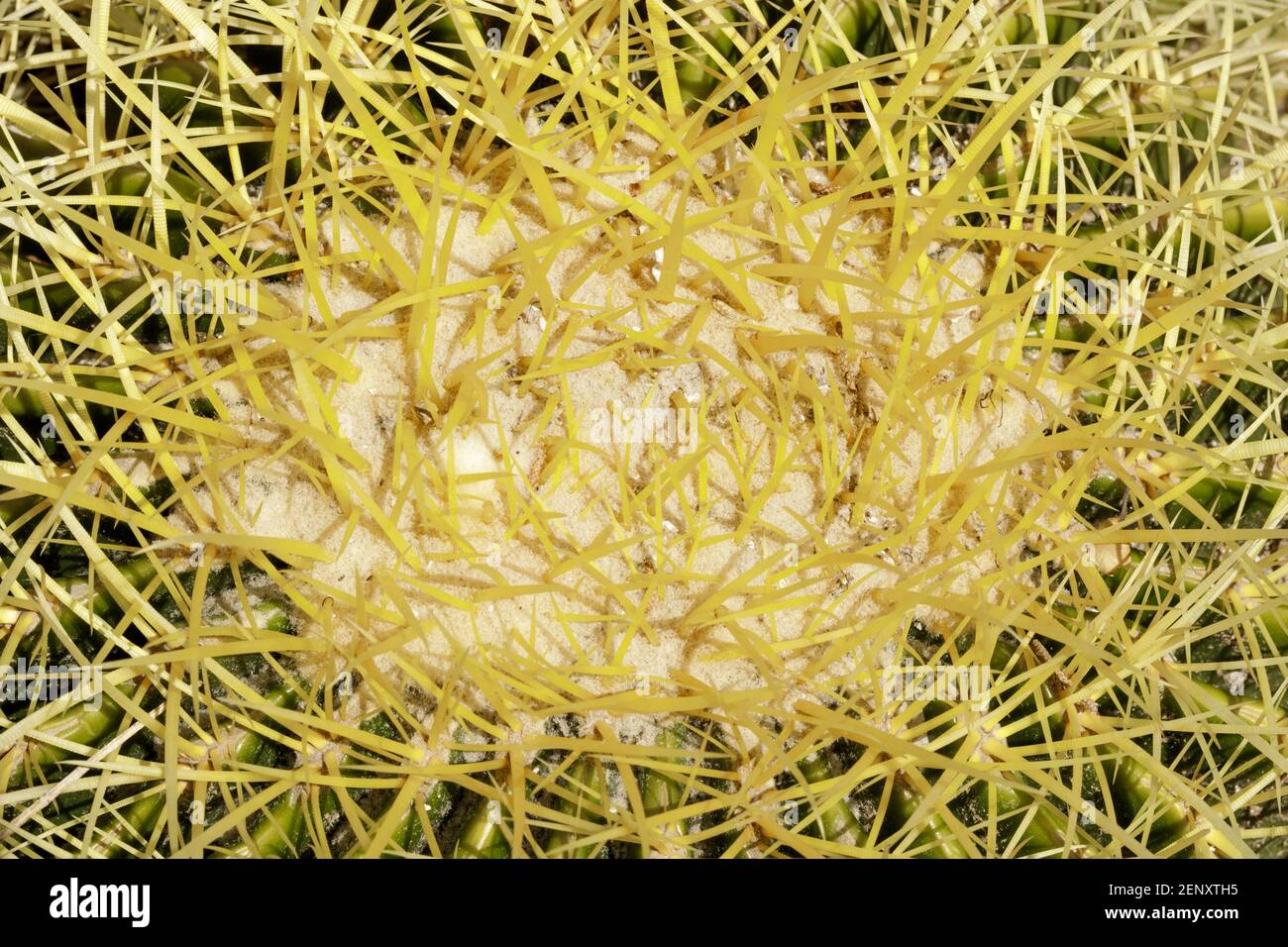 Barrel cactus pattern arizona hi-res stock photography and images - Alamy