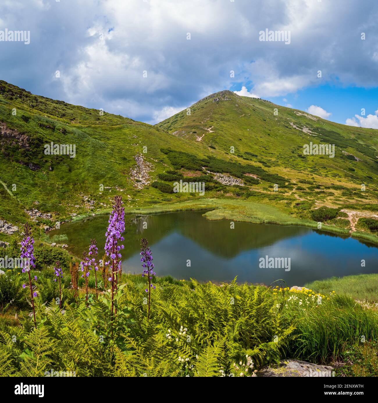 Summer Nesamovyte lake landscape, Chornohora ridge, Carpathian ...