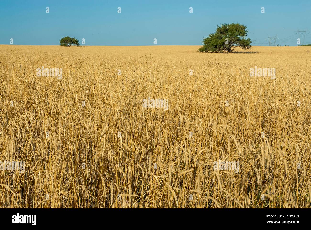 Calden tree, Prosopis Caldenia, in Pampas environment, La Pampa ...